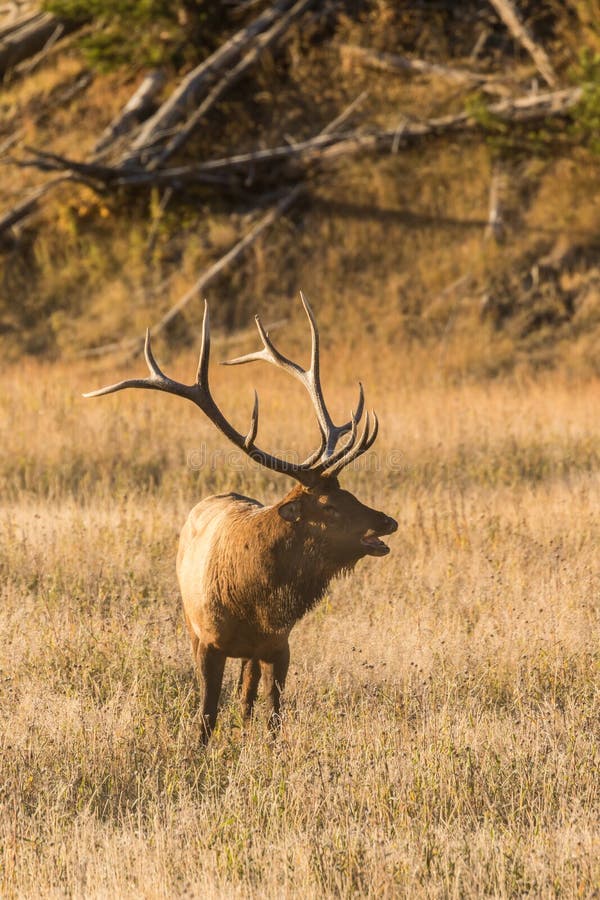 Bull Elk in Rut Bugling stock photo. Image of bull, mammal - 75148182