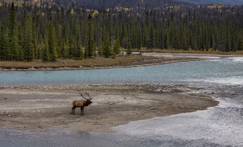 Bull Elk during the Rut stock photo. Image of steppe - 346183040