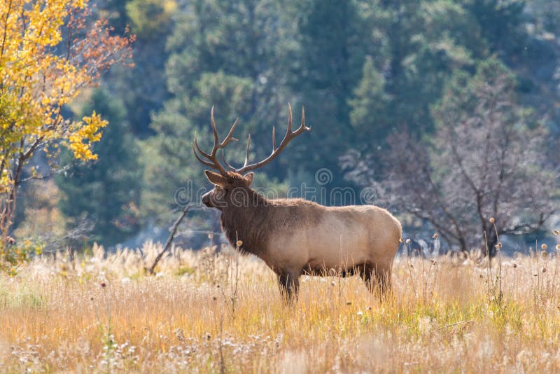 Bull Elk in Rut stock photo. Image of colorado, animal - 45577458