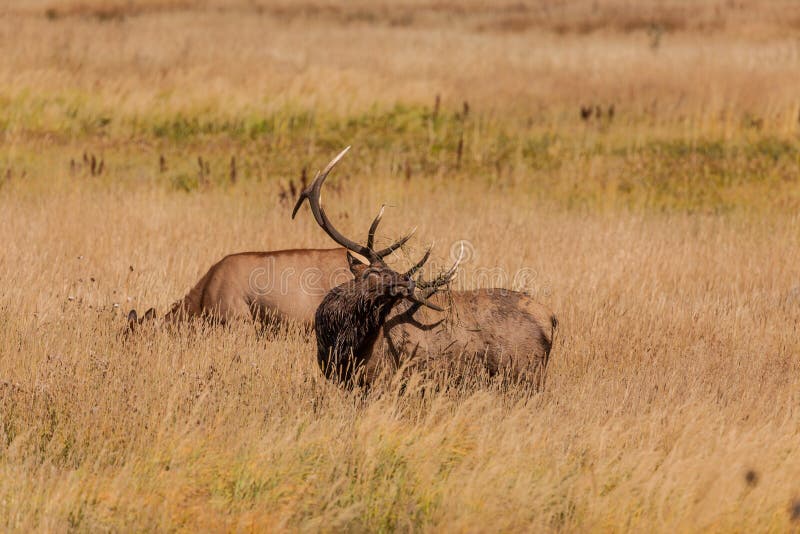Bull Elk in Rut stock image. Image of rutting, antlers - 52437767