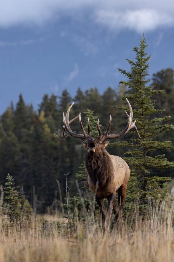 Bull Elk during the Rut Season Stock Photo - Image of cloud, grassland ...