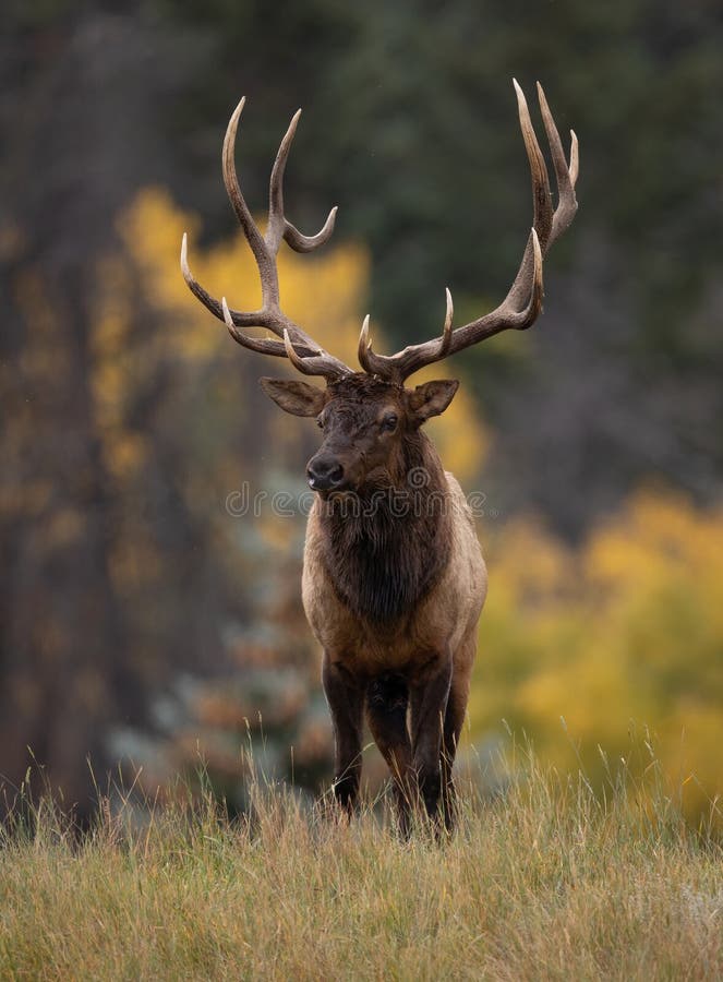 Bull Elk during the Rut Season Stock Image - Image of animal, nature ...