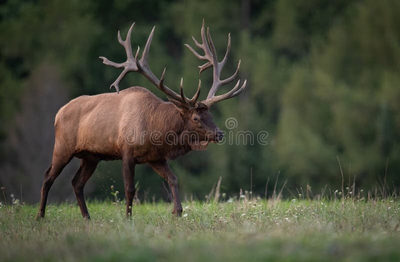 Bull Elk during the Rut Season Stock Photo - Image of antlers, hill ...