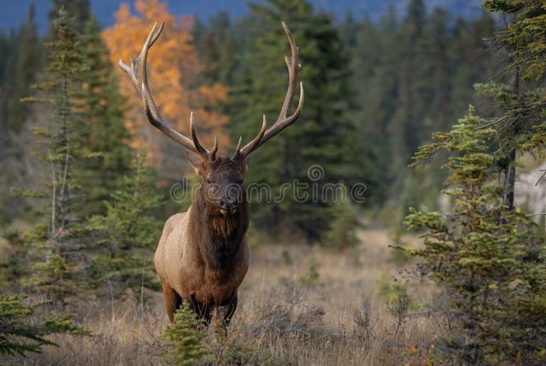 Bull Elk during the Rut Season Stock Photo - Image of plateau, tree ...