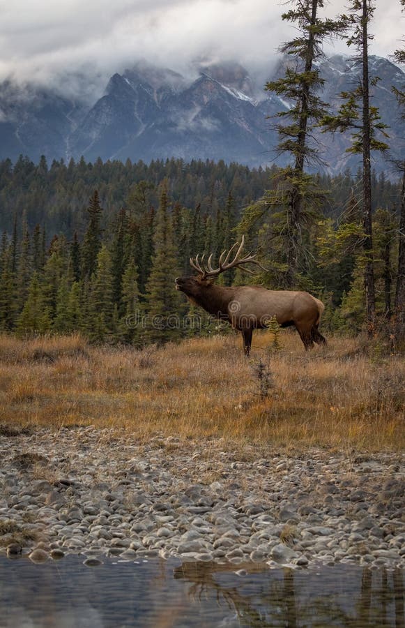 Bull Elk during the Rut Season Stock Image - Image of grass, season ...