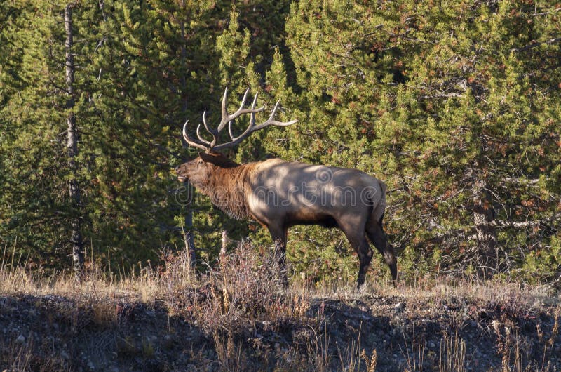 Bull Elk during the Rut in Wyoming in Fall Stock Image - Image of ...