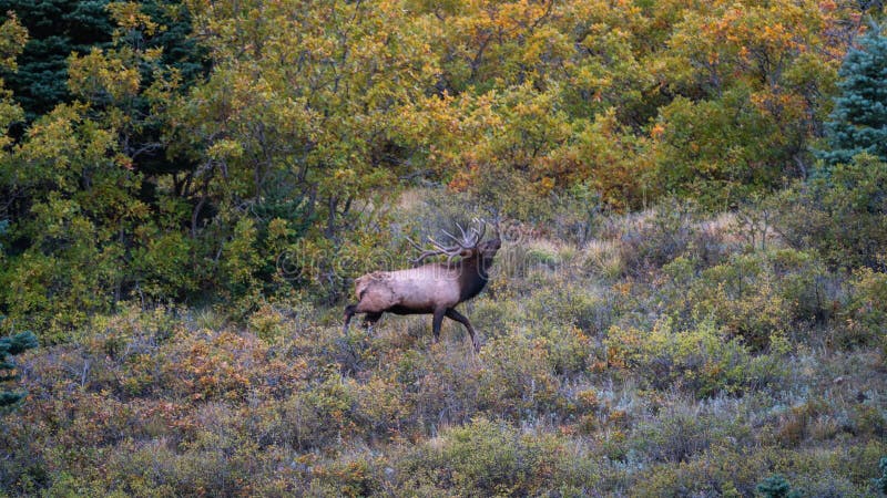 Bull Elk Rutting in Fall Colors Stock Photo - Image of deer, tundra ...