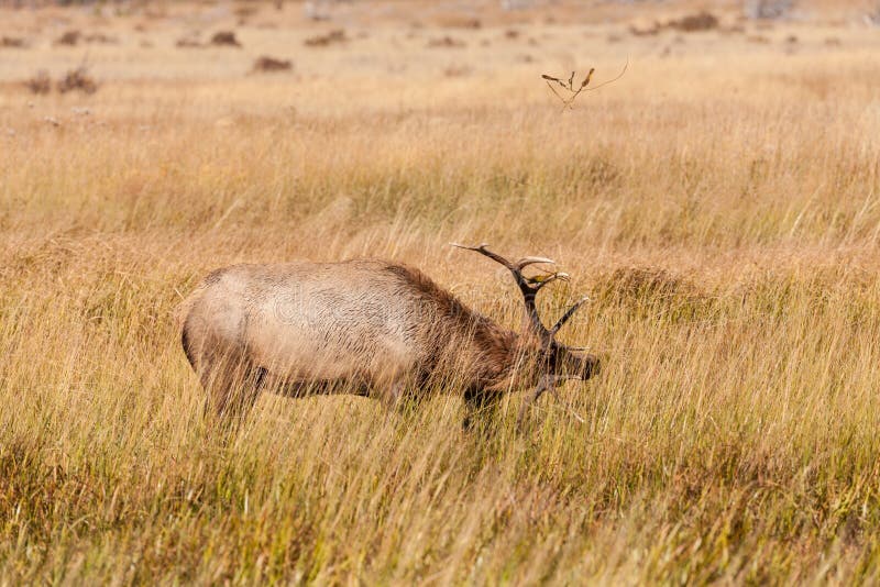 Bull Elk in Wallow stock photo. Image of hunting, game - 13106684