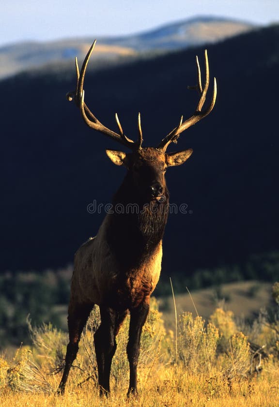 Bull Elk in Sage stock photo. Image of outdoors, mountains - 9309914