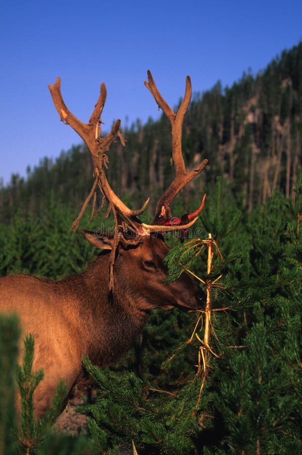Bull Elk Shedding His Velvet Stock Photo - Image of mountains, velvet ...