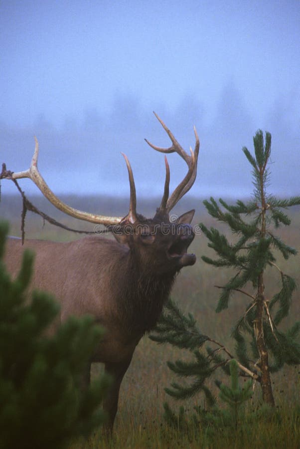 Bull Elk Shedding His Velvet Stock Image - Image of bull, fall: 9989433