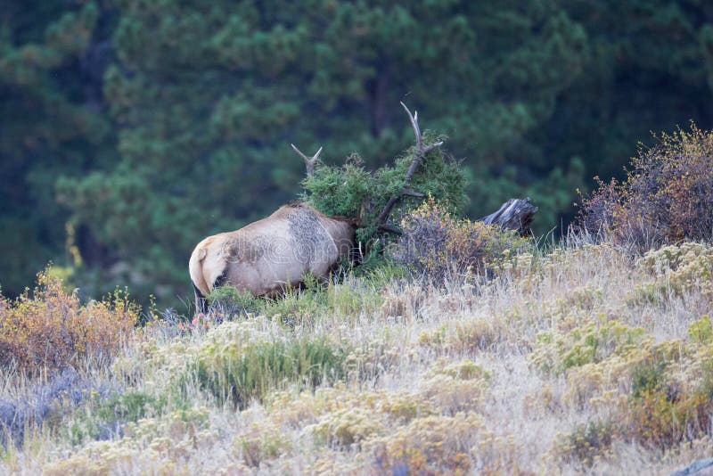 Bull Elk Shredding Fir Tree Stock Photos - Free & Royalty-Free Stock ...