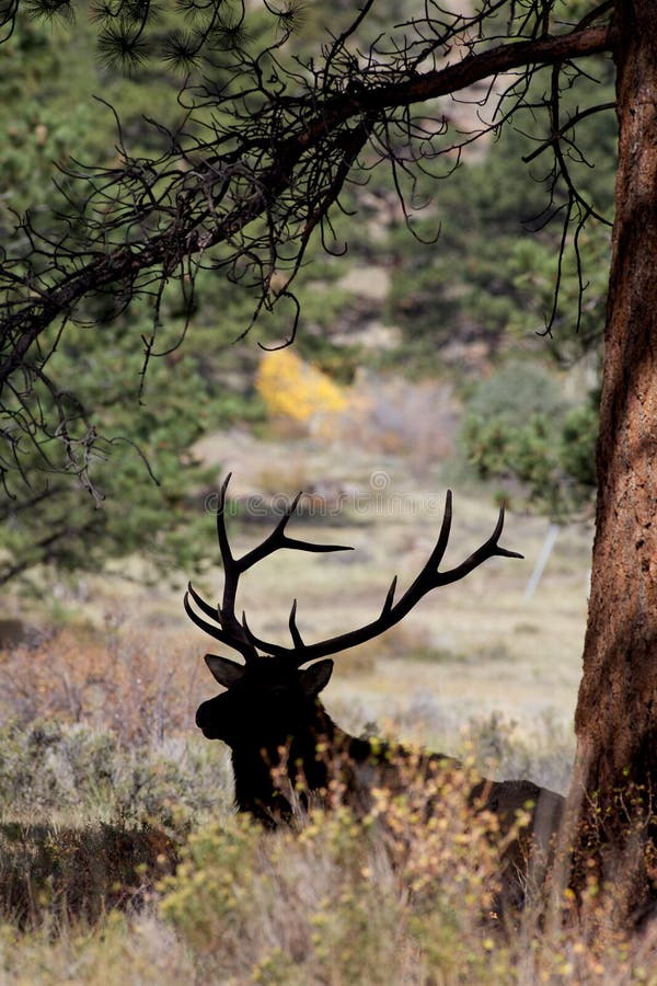 Bull Elk Silhouetted Under Pine Stock Image - Image of wildlife, wapiti ...