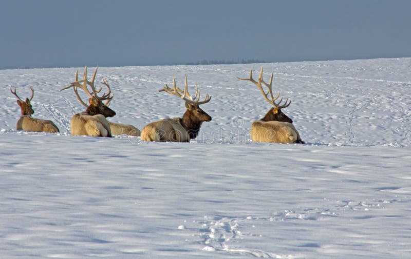 Bull Elk on Snowy Ridge stock photo. Image of animals - 18175976