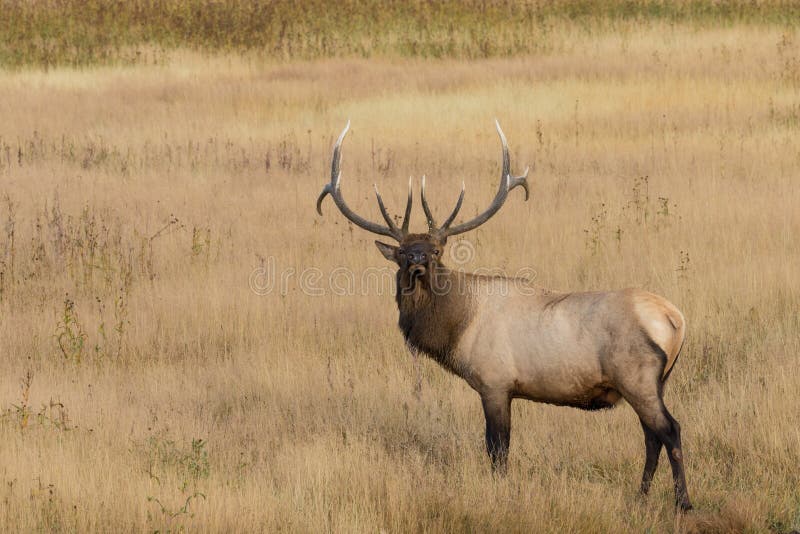 Bull Elk Standing Broadside Stock Image - Image of bull, mammal: 46253497