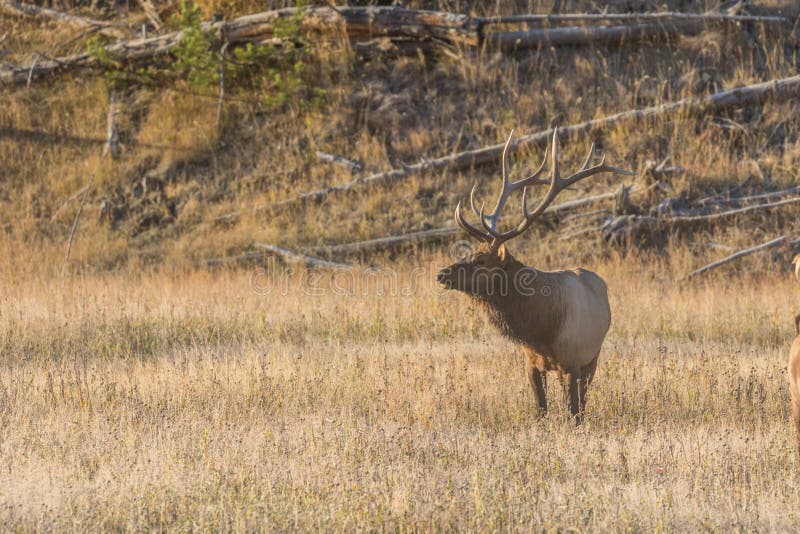 Bull Elk Standing Broadside Stock Image - Image of bull, mammal: 46253497