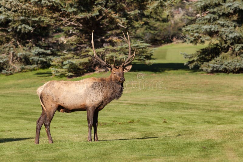 Bull Elk Standing Broadside Stock Image - Image of bull, mammal: 46253497
