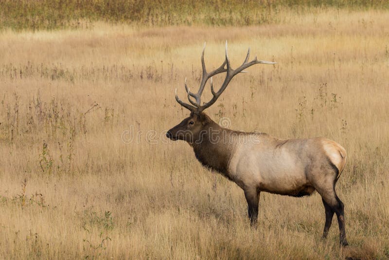Bull Elk Standing Broadside Stock Image - Image of bull, mammal: 46253497