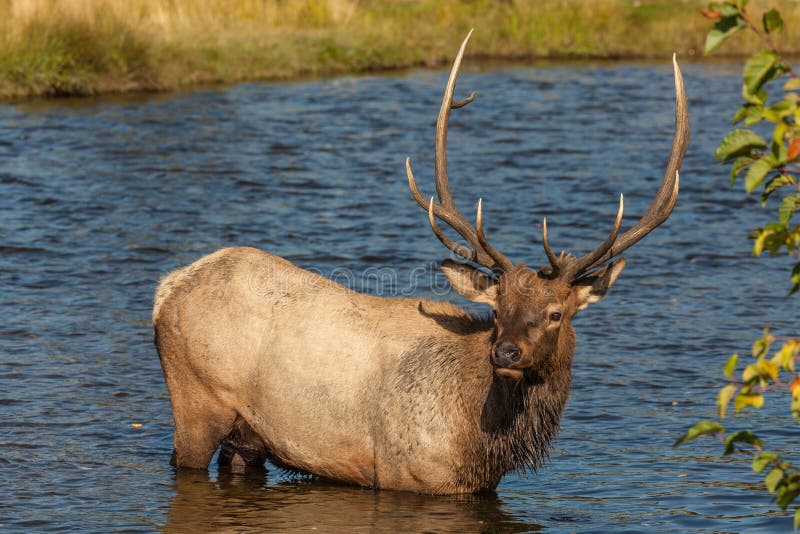 Bull Elk Standing in a River Stock Image - Image of river, wildlife ...