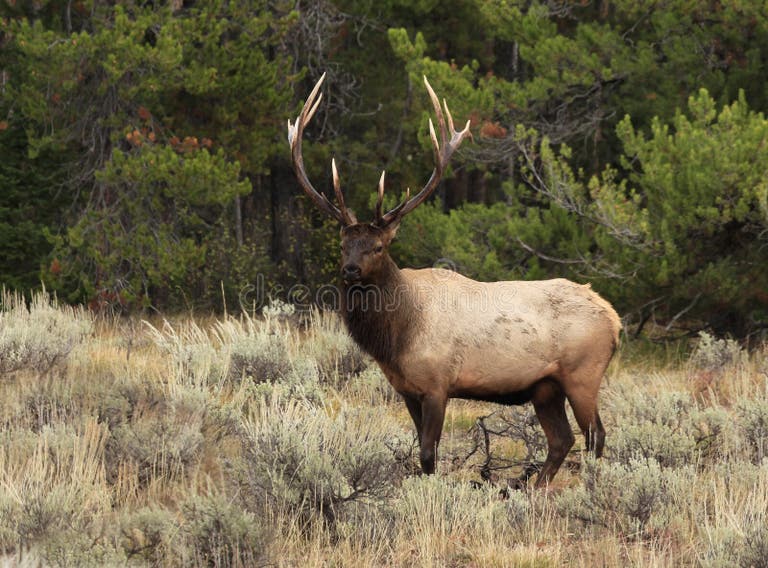 Bull Elk Standing in the Sage Brush Stock Image - Image of grand ...