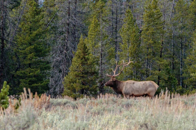 Bull Elk Standing in the Sage Stock Photo - Image of rain, brush: 81154416