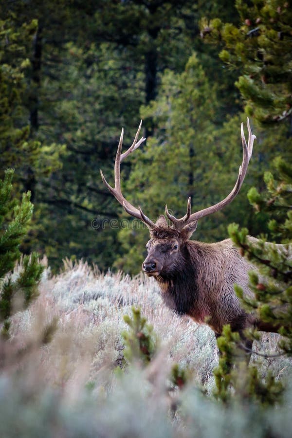 Bull Elk Standing in the Sage Stock Photo - Image of meadow, background ...