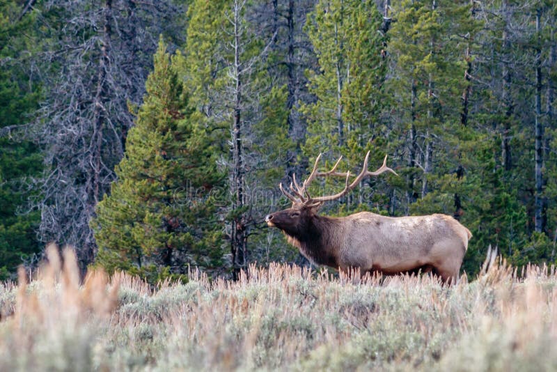 Bull Elk Standing in the Sage Stock Photo - Image of bull, meadow: 81154888