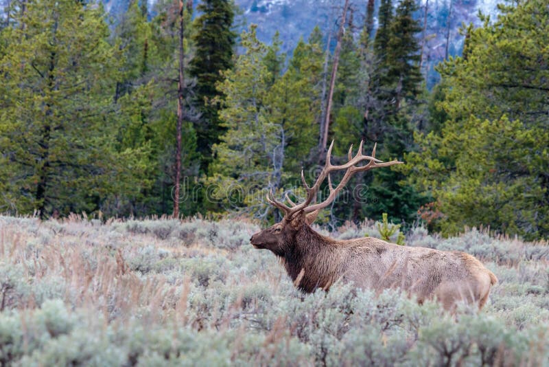Bull Elk Standing in the Sage Stock Image - Image of fall, silverado ...