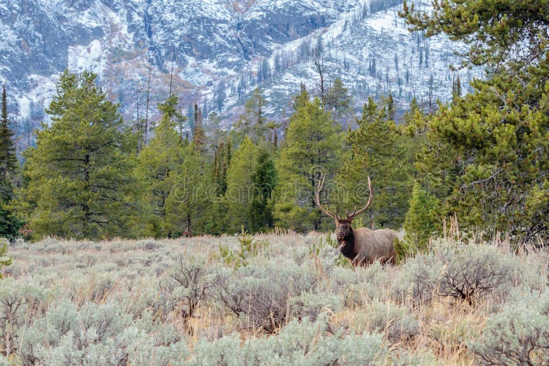 Bull Elk Standing in the Sage Stock Photo - Image of leaves, sage: 81159604
