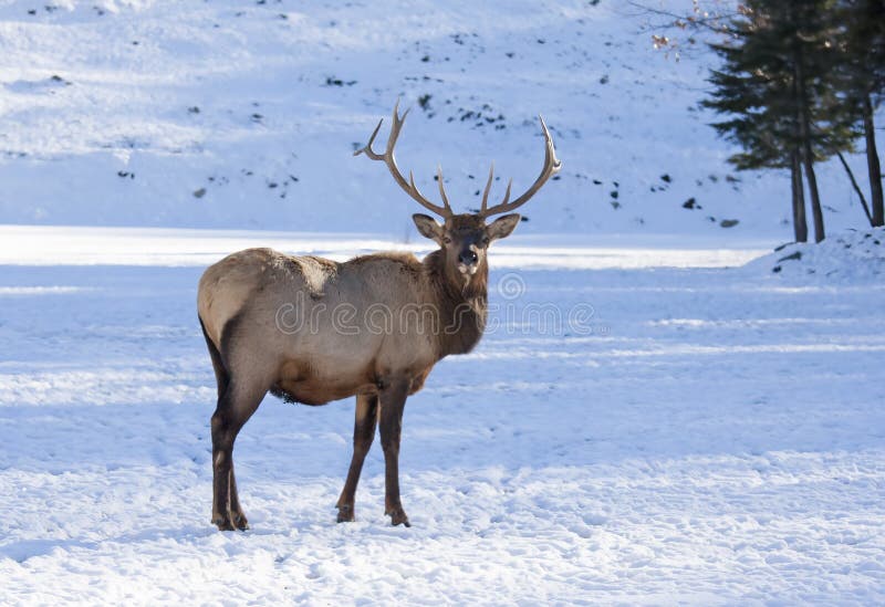 Bull Elk Standing in Winter Snow Stock Image - Image of male, mammal ...