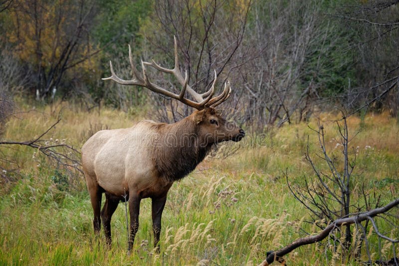 Bull Elk stock photo. Image of park, cervidae, mountain - 44897822