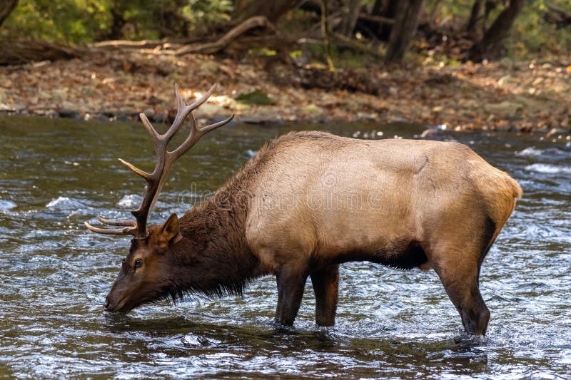 Bull Elk Stops of a Drink in River Stock Image - Image of snout, bull ...