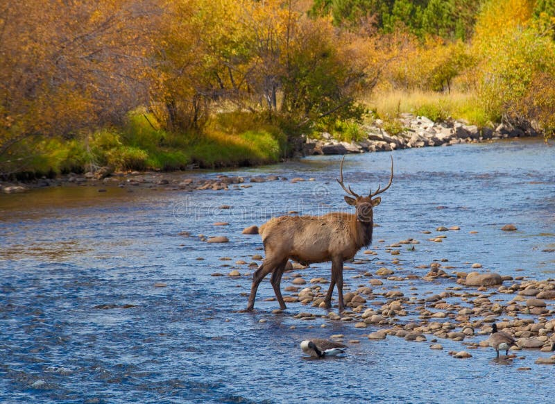 Elk Crossing stock photo. Image of mountain, beauty, bull - 16353302