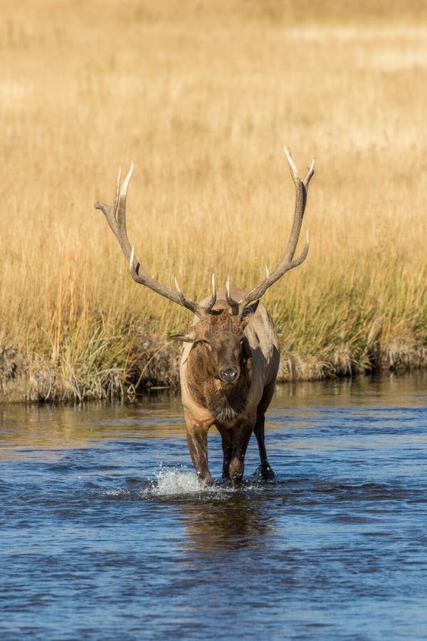 Bull Elk in Stream stock photo. Image of outdoors, nature - 74723786