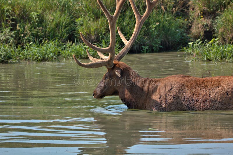 Bull Elk in the summer stock image. Image of deer, park - 189720911