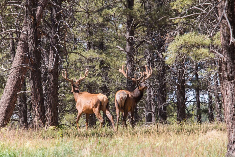 Bull Elk in Summer stock image. Image of wapiti, deer - 44532137