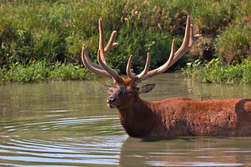Bull Elk in the summer stock photo. Image of large, female - 190998810