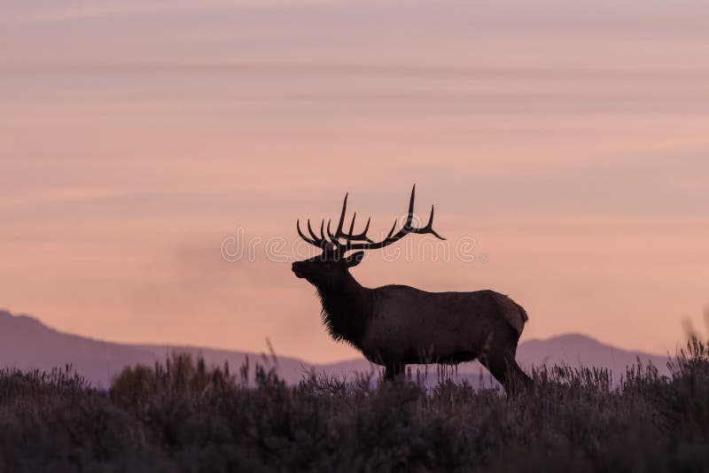 Bull Elk at Sunset stock image. Image of silhouette, wildlife - 85566245