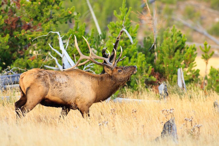 Bull Elk in Tall Gold Grass Stock Photo - Image of ecology, national ...