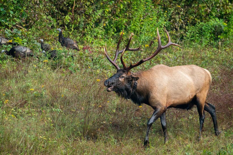Bull Elk and Turkeys stock image. Image of bull, cervus - 256619109