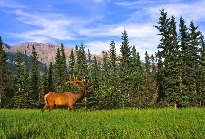 Bull Elk in Velvet stock photo. Image of animals, velvet - 12875930