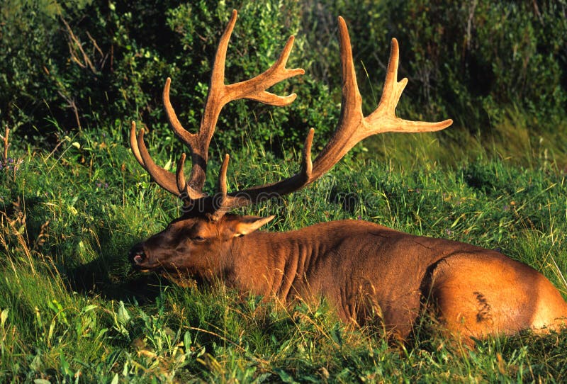Bull Elk in Velvet Bedded stock image. Image of portrait - 11333747