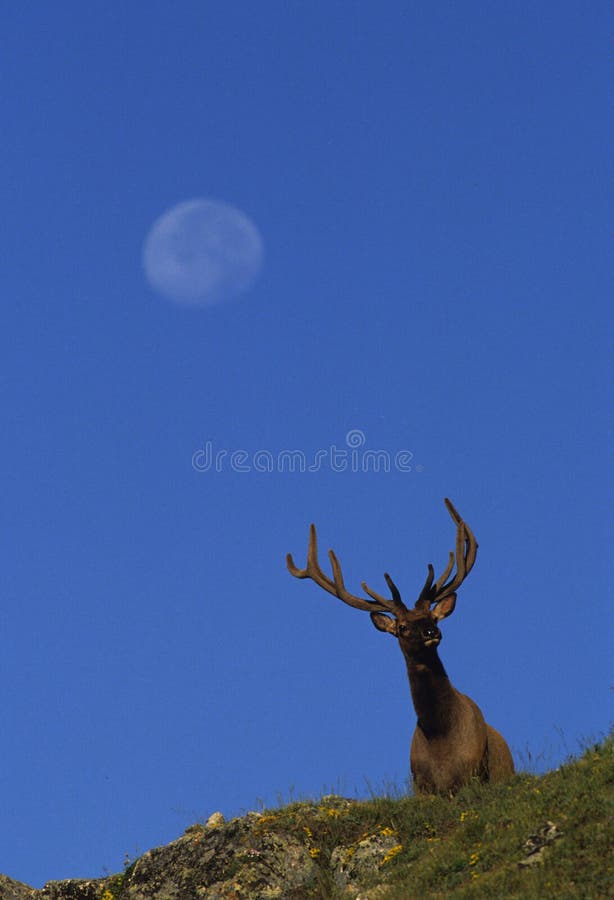 Bull Elk in Velvet with Full Moon Stock Image - Image of moon, mammal ...