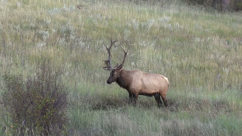 Bull Elk at Wallow stock video. Video of nature, colorado - 44953299