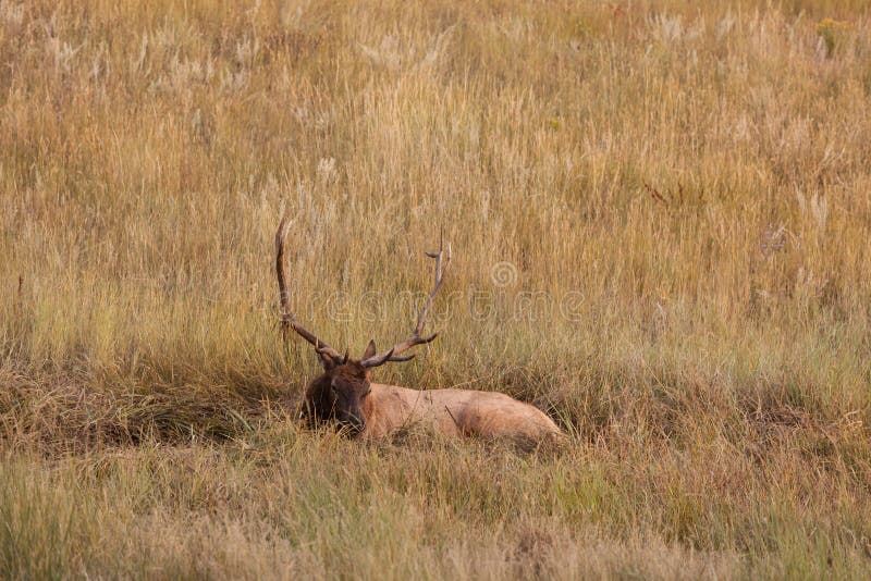 Bull Elk in Wallow stock image. Image of mammal, animal - 46180713