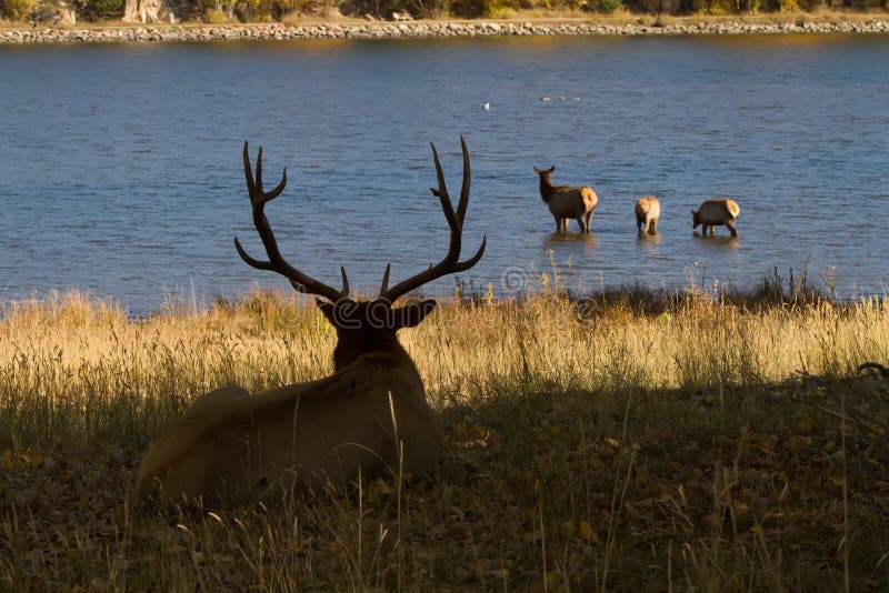 Bull Elk Watching Family stock photo. Image of strong - 16644570
