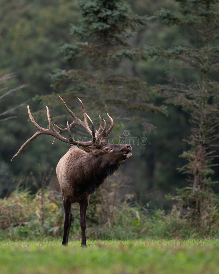 Bull Elk in the Woods stock photo. Image of meadows - 127257434