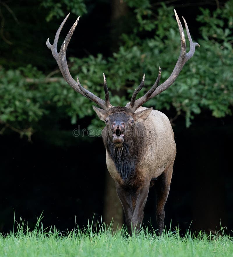 Bull Elk in the Woods stock photo. Image of black, group - 127606496