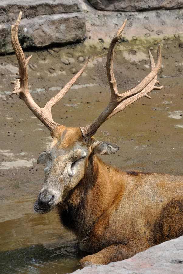 Bull elk stock image. Image of outdoors, colorado, grazing - 33291465