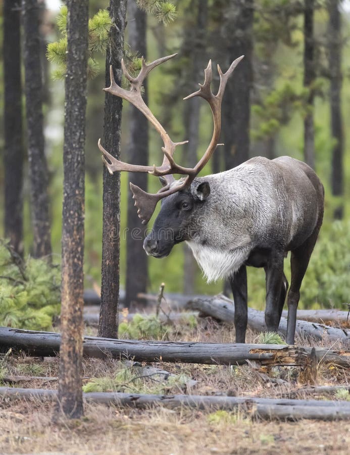 Bull Endangered Woodland Caribou in Forest Stock Photo - Image of ...